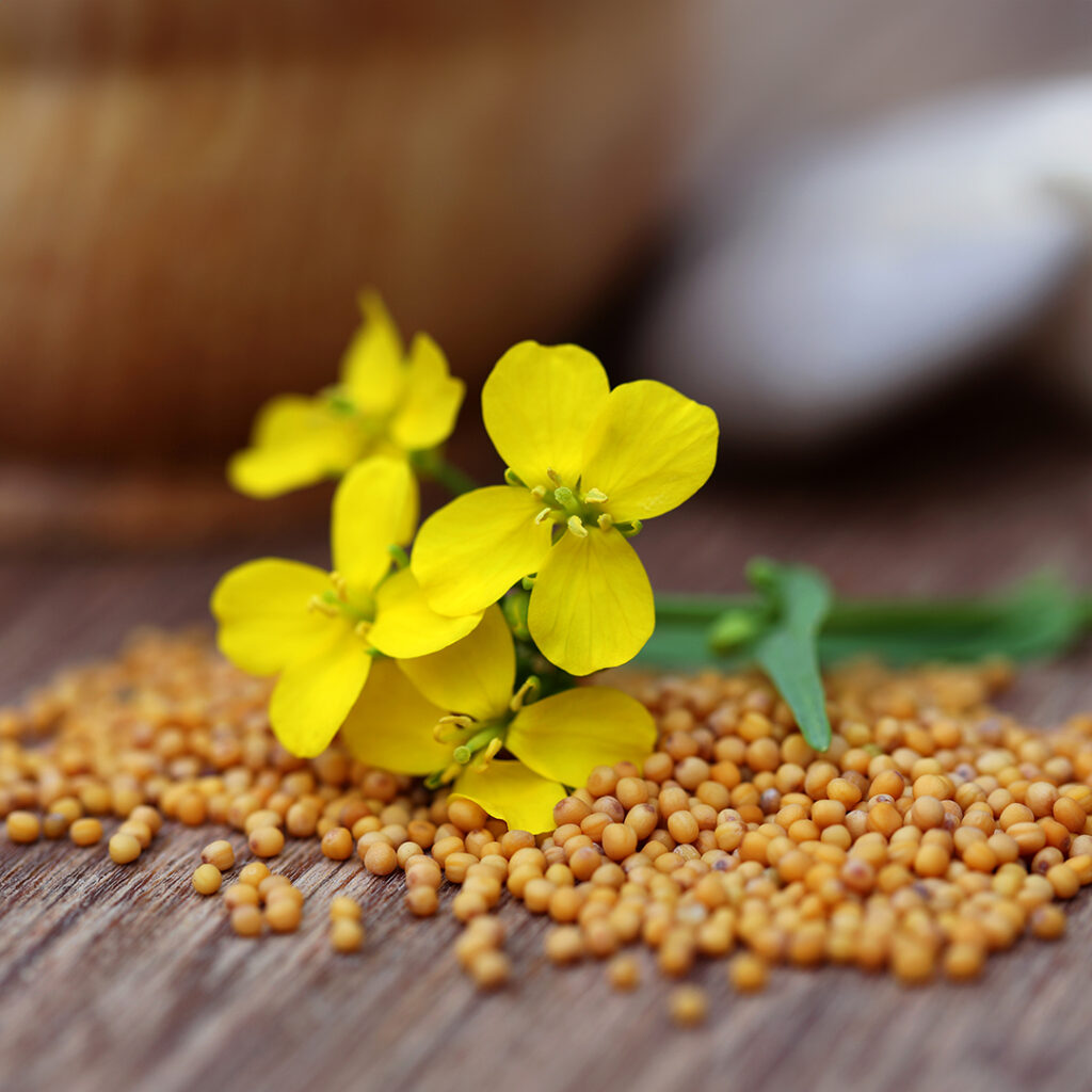 Mustard 101: Health, History, and Tasty Varieties from Morehouse