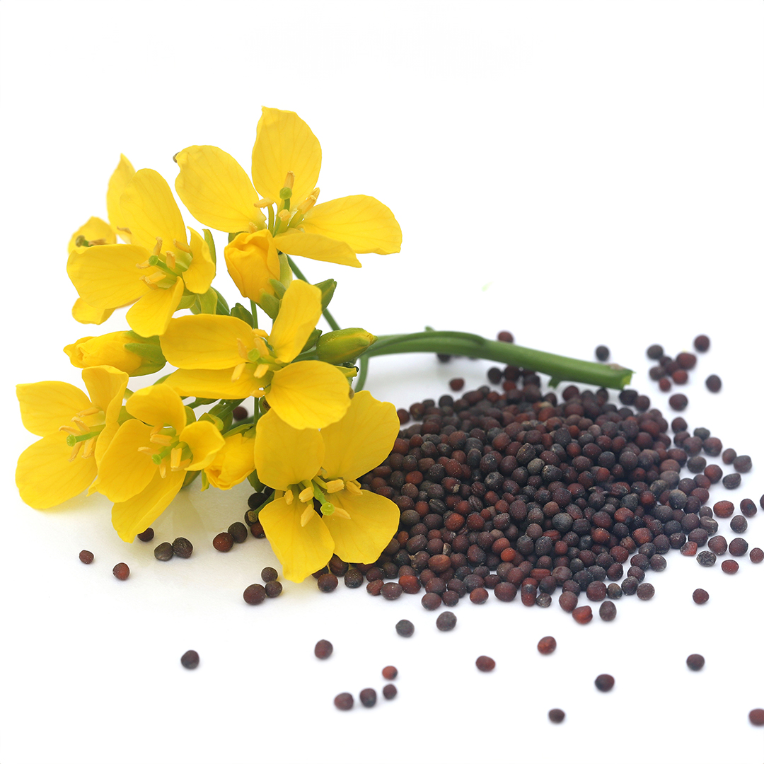 Learn Cool Mustard Facts: From Ancient Times to Backyard BBQs